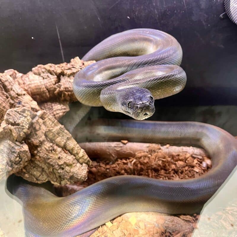 ZHE Papuan Pythons | Zion Hill Exotics